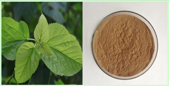 Nutritional Mulberry Leaf Powder Extract /morus Alba L.with Dnj 10:1 By ...
