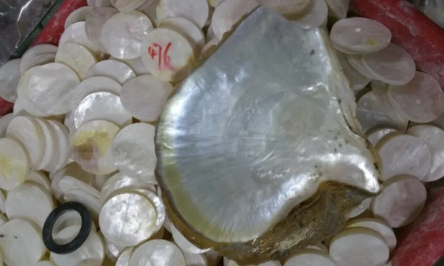 Shop High-Quality White Mop Shell Raw Sea Shells from China
