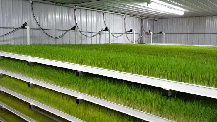 1000kg Fodder Container System - Hydroponic Barley Machine