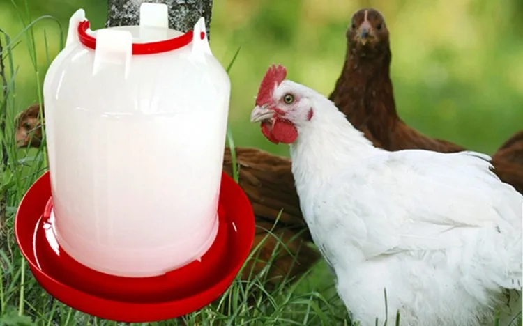 Various Sizes Pp Poultry Drinking Equipment Poultry Water Drinker For ...