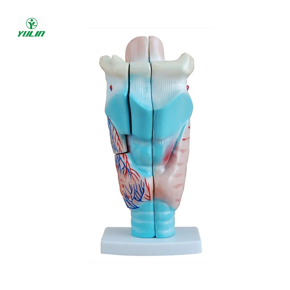 Medical Science Magnified Human Larynx Model Shows The Morphology And ...