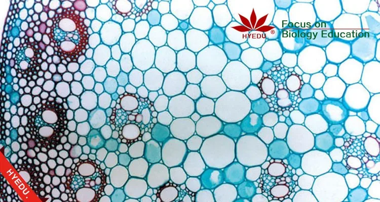 Microscope Slides of Plant Stem Cells for Each Level Student