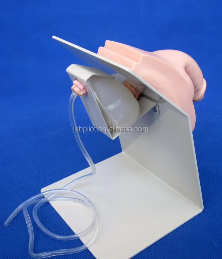 Economic Male Urinary Catheterization Simulator,Male Bladder Model ...