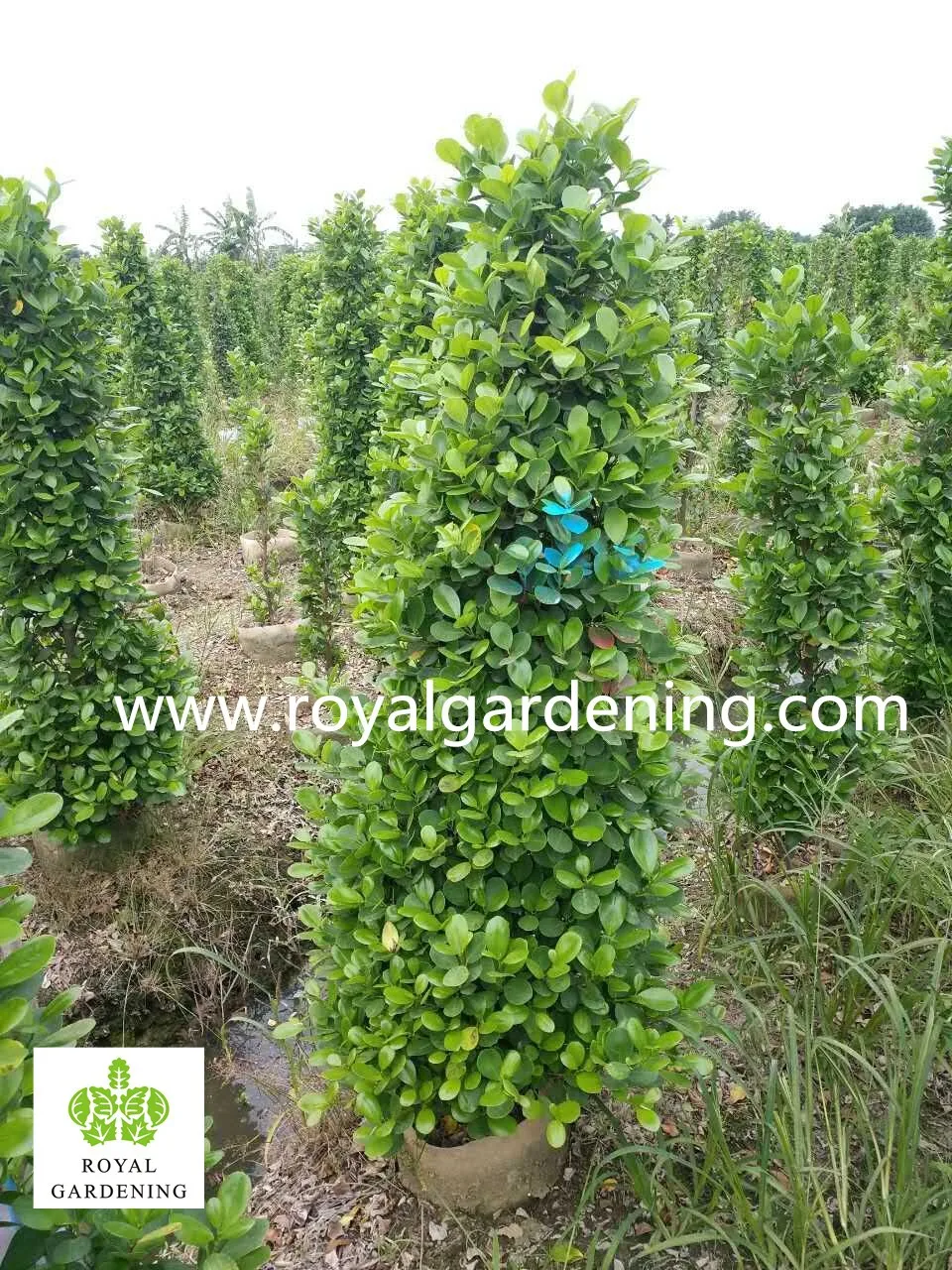 Ficus Panda Christmas Tree ( Cone Shape) High 1.6m 2.3m 2.5m - Buy ...