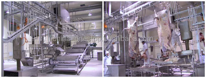 Beef Cattle Slaughter Slaughterhouse - Buy Beef Slaughter,Cattle ...