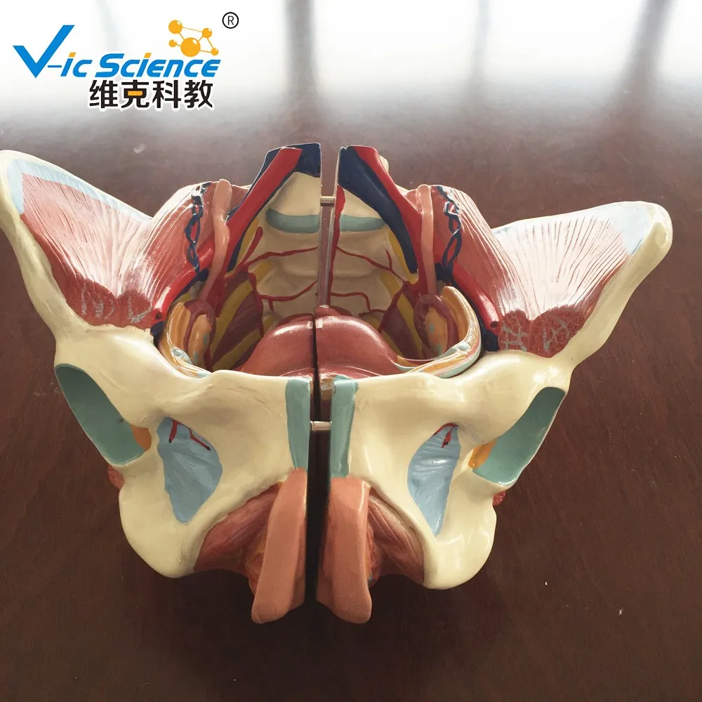 Medical Supplies Teaching Female Pelvis Anatomic Model Female Pelvis ...