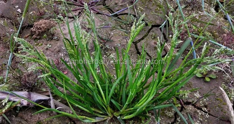 Easy Growing Poa Annua Grass Seeds,Annual Bluegrass Seeds For Poultry ...