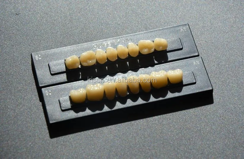 3 Layers Huge Dental Acrylic Resin Artificial Teeth Anterior Posterior ...