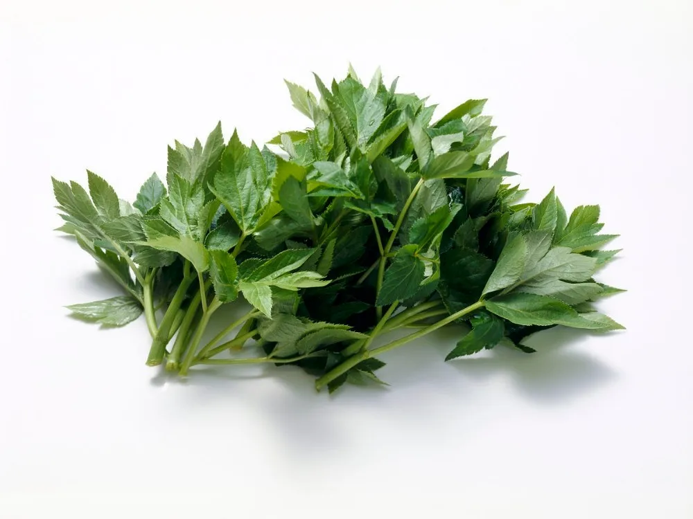 Quality Ashitaba Leaf Extract Powder Angelica Keiskei Chalcone - Buy ...