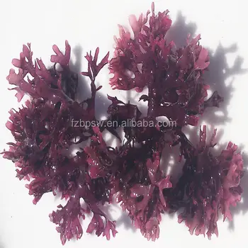Dried Tosaka Seaweed,Meristotheca Papulosa Seaweed - Buy Japanese Food ...