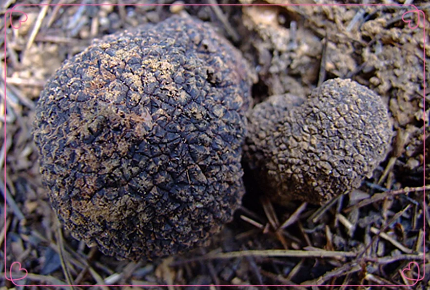 Fresh Truffle Fresh Tuber Indicum - Buy Fresh Desert Truffles iqf ...