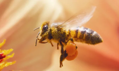 Food Grade Apitoxin Pure Honey Bee Venom Powder Cream Price Bee Venom