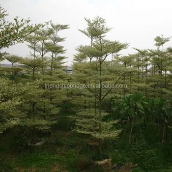 Terminalia Mantaly Tricolor Tree,Outdoor Plant,Variegated Madagascar ...