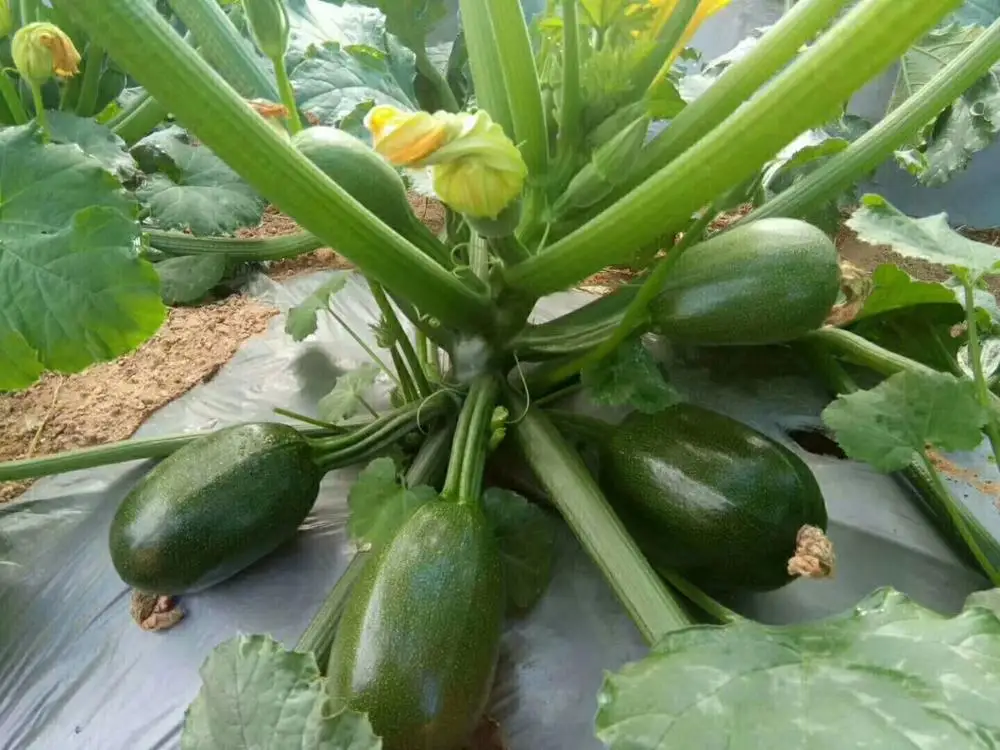 Hybrid Oval Round Dark Green With Flower Summer Vegetable Squash Seeds ...