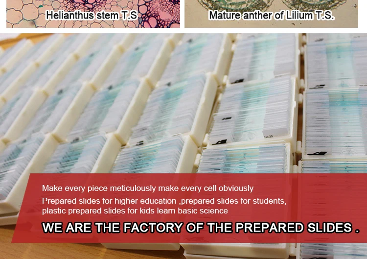 Microscope Prepared Slides - Botany Education Essentials