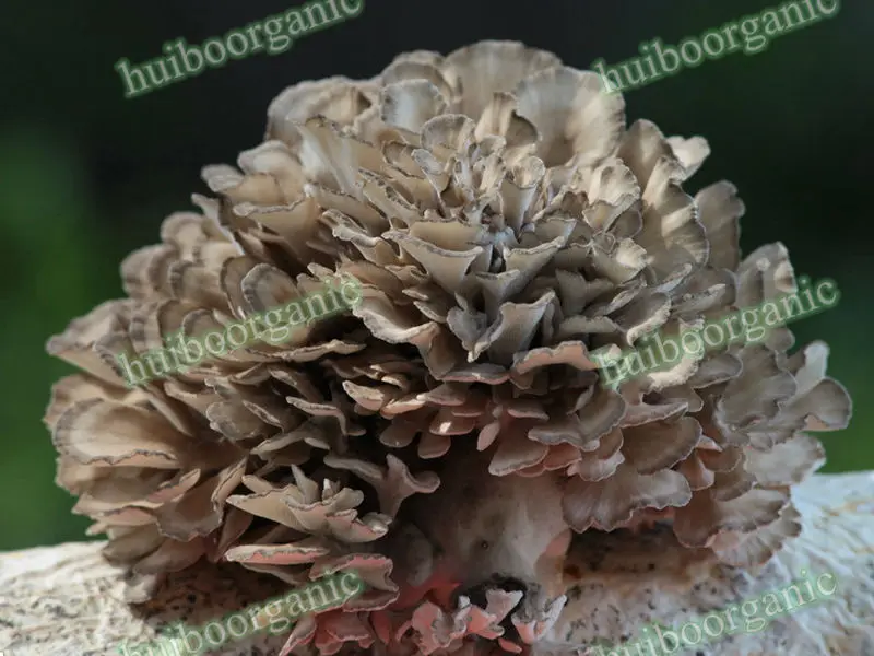 Maitake Mushroom Extract Polysaccharide / Grifola Frondosa Extract ...