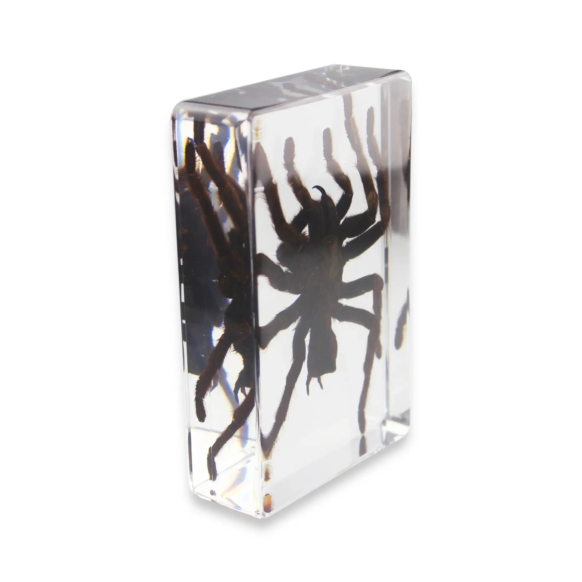 Real Tarantula Spider Resin Specimen Paperweight - Unique Insect ...