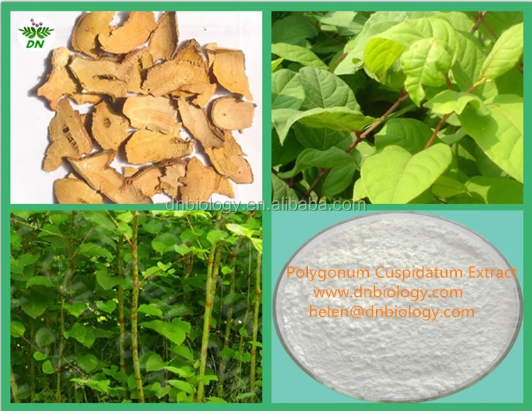 Natural Polygonum Cuspidatum Root Extract Resveratrol 98% - Buy Natural ...
