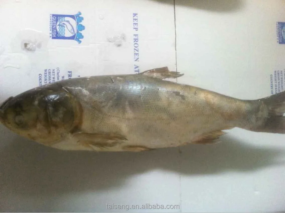 Frozen Asian Frozen Silver Carp Fish For Carp Fish Importers - Buy ...