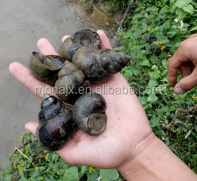 High Efficiency Snail Processing Machine/industrial River Snail Meat ...