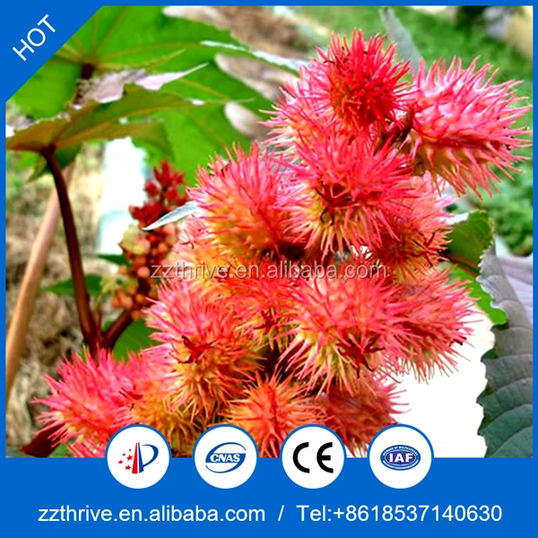 Best Price Castor Seed Shelling Machine - Efficient & Durable