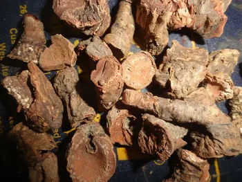 Pakhanbed ( Saxifraga Ligulata) - Buy Herbs Product on Alibaba.com