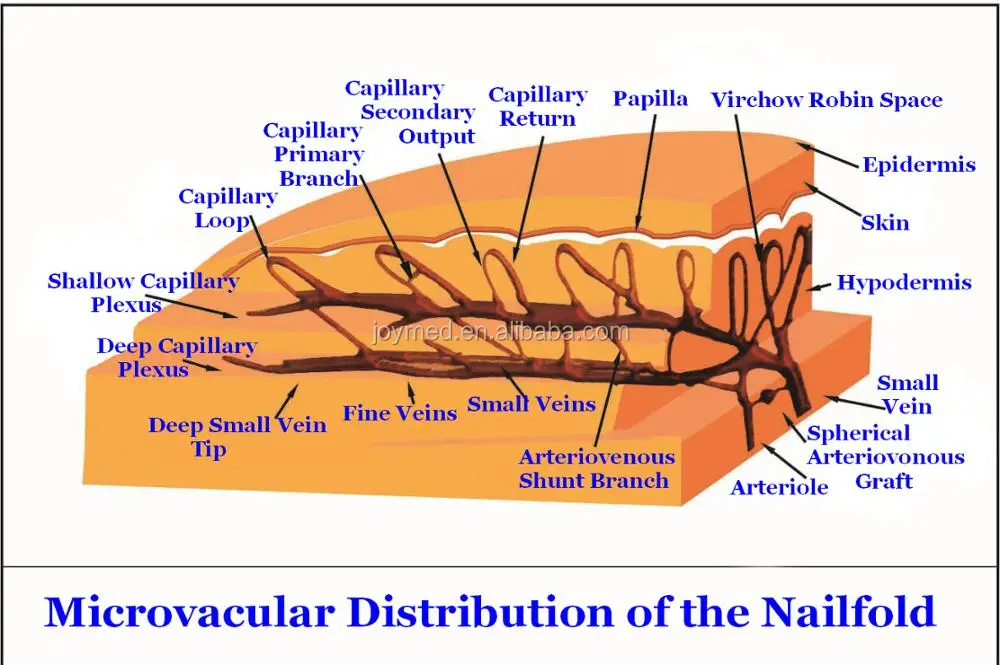 Digital 8 Inch Blood Microcirculation Test Machine Capillaroscope Analyzer