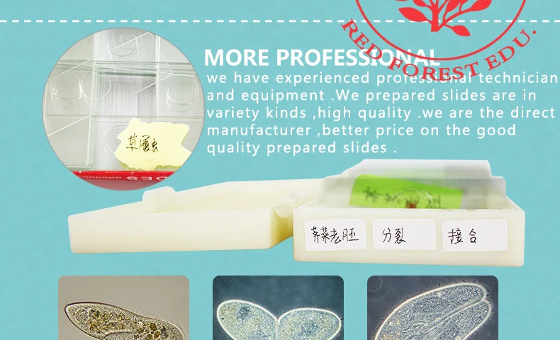 Laboratory Zoology Protozoa Paramecium Prepared Slides Microscope ...