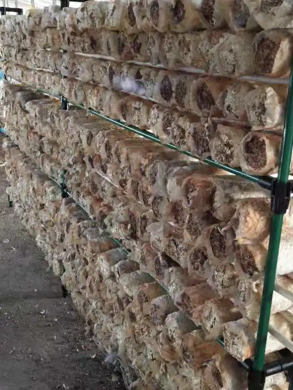 Black Fungus Frame /mushroom Shelf/pleurotus Geesteranus Rack For ...