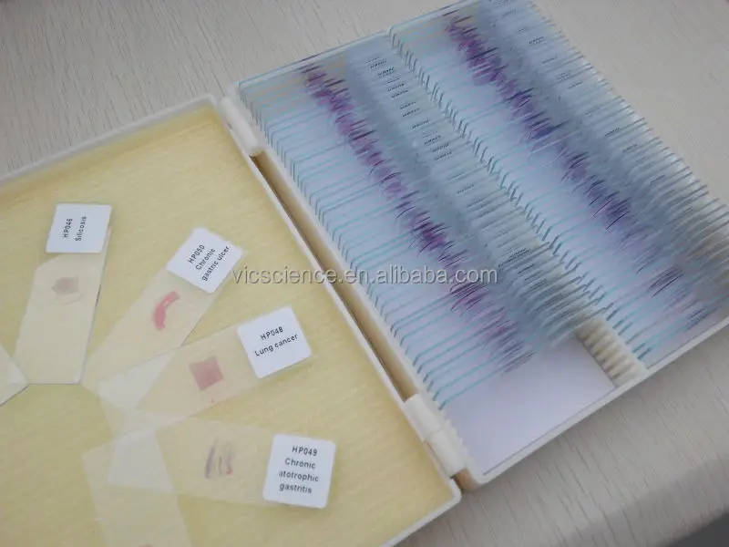50pcs Set Human Histology Slides Human Tissue Slides - Buy Human ...