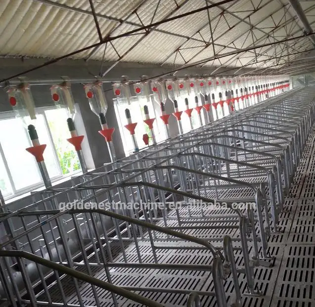 Goldenest Piggery Gestation Crate For Pigs Galvanized Single Stall For ...