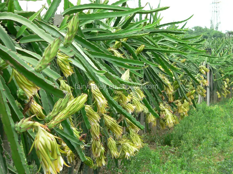 זרעי קקטוס לגידול פרי דרקון באיכות גבוהה -פקעות פרחים, זרעים ונבטים ...