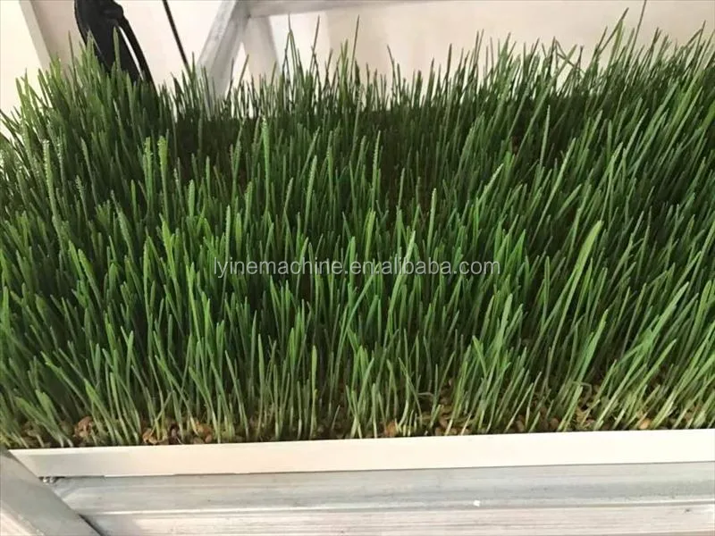 Hydroponic Barley Grass Sprout System/ Hobby Farm Commercial Farm - Buy ...