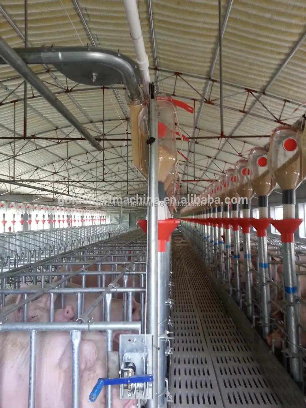 Piggery Gestation Pens/farrowing Crates/nursery Pens|automatic Pig ...