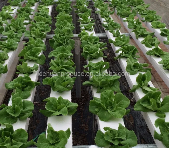 Hydroponics Gully NFT Gutter PVC Channel System Greenhouse