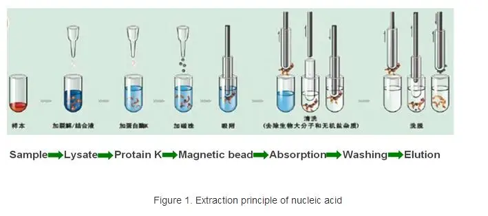 Nucleic Acid Extraction Instrument Smart-32 - Buy Nucleic Acid ...