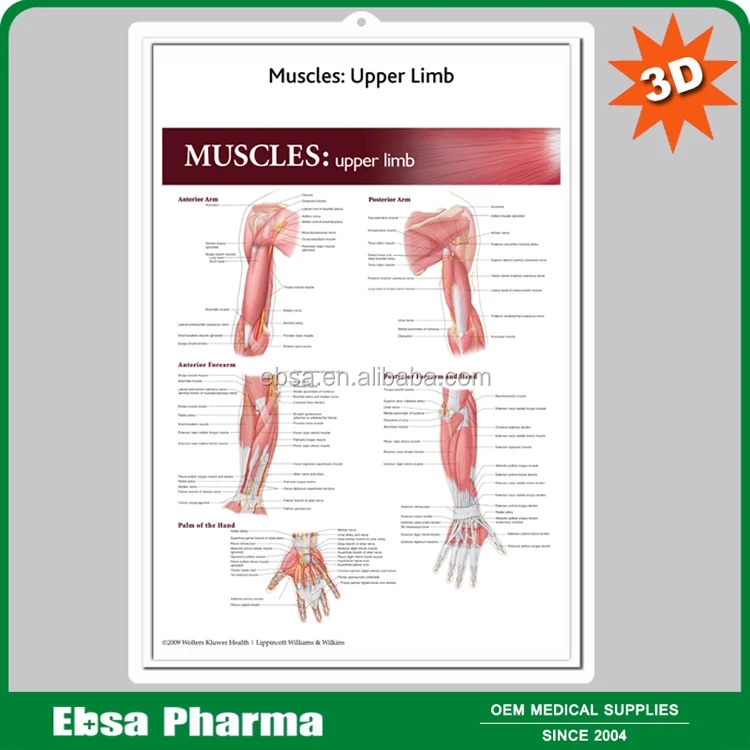 3D Medical Human Anatomy Wall Charts - Muscles of Upper Limb