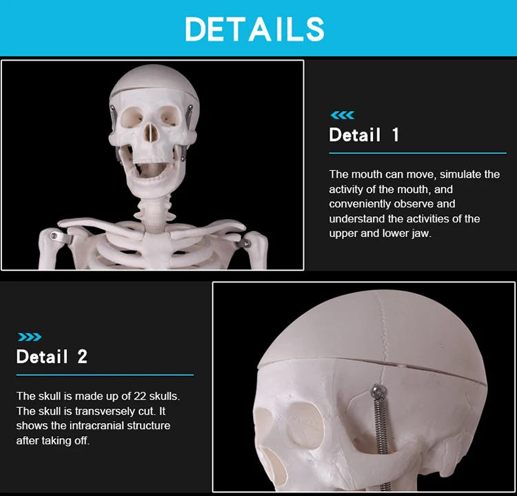 Many Sizes Little People Plastic Skeleton Model For Medical School ...