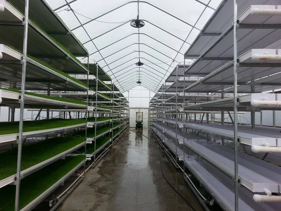 Hydroponic Fodder Growing System For Hydroponic Fodder Cultivation ...