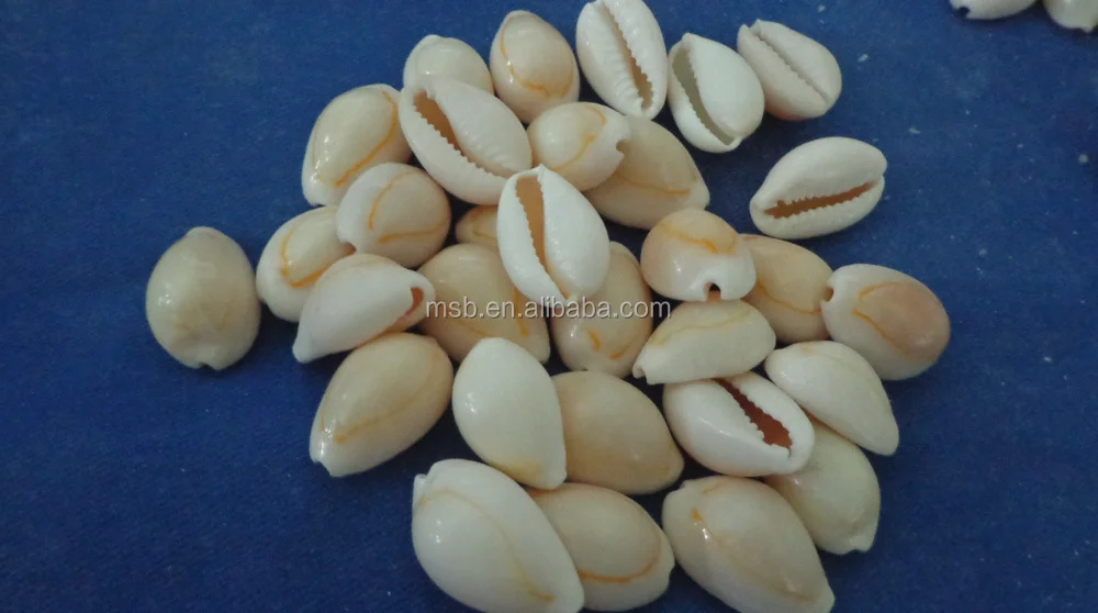 2018 High Quality Natural Yellow Cowrie Shells For Bracelet Gifts - Buy ...