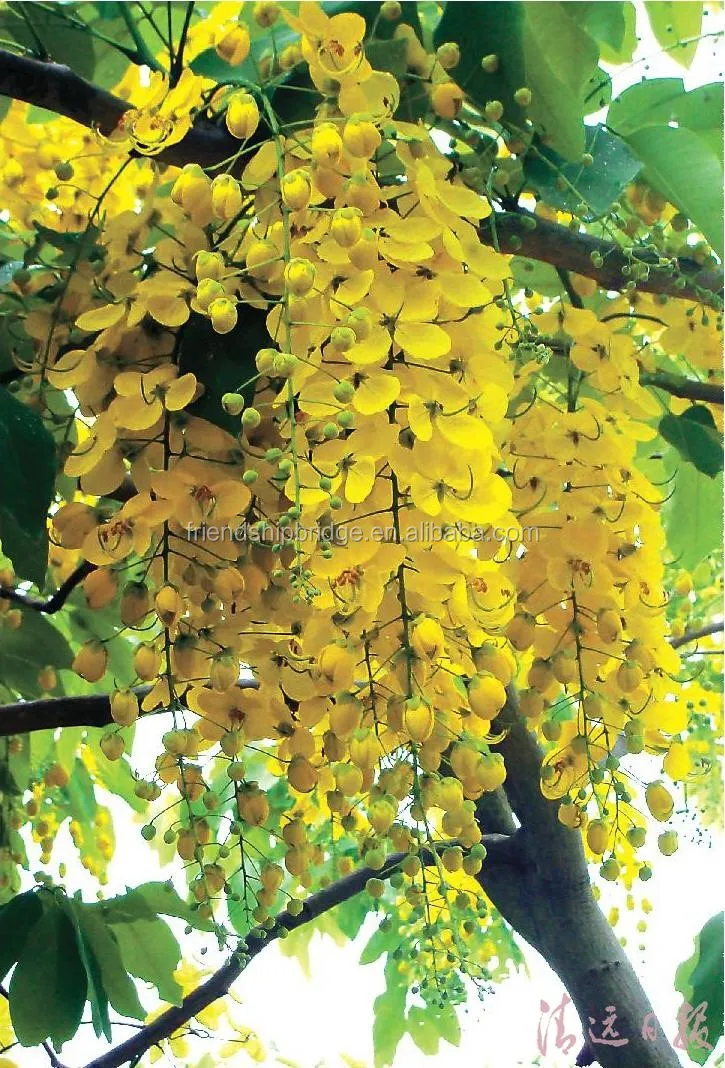 Wholesale Landscape Outdoor Plants Cassia Fistula Tree - Buy Medicinal ...