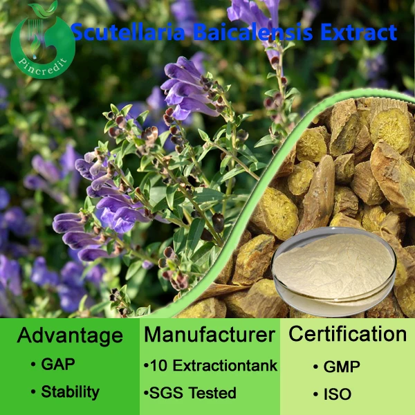Iso Factory Supply Scutellaria Baicalensis Root Extract Baicalein - Buy ...