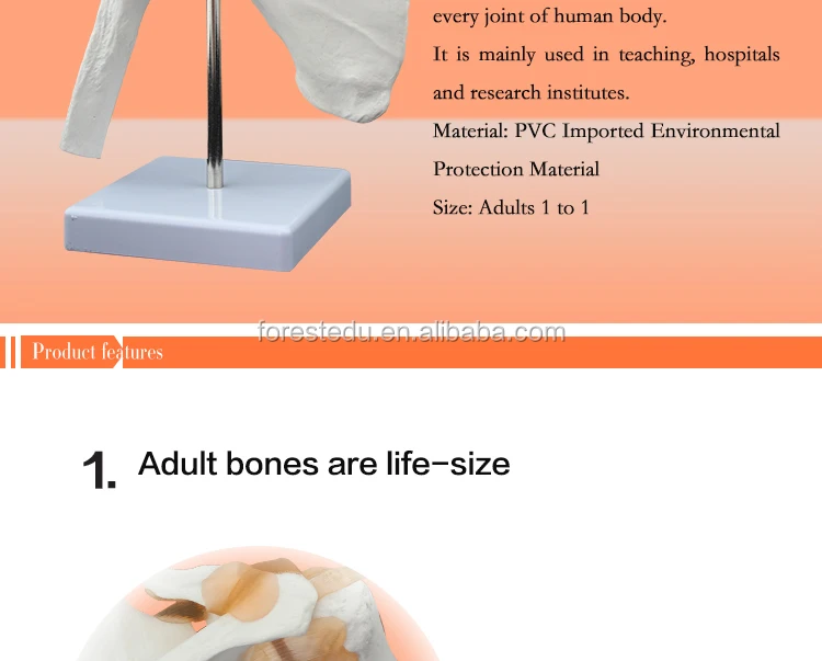 Demonstration Joint Model Series - Clinical Human Anatomy