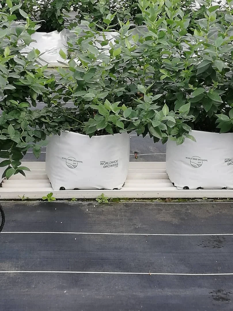 Biodegradable Plant Nursery Grow Bag For Plantation - Buy Plant Nursery ...