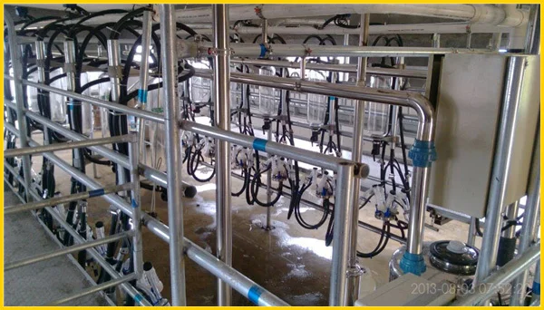 Dairy Farm Milking Parlor Equipment For Goat And Sheep - Buy Goat ...