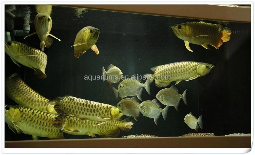 Biopro Aquarium Tropical Fish Water Tanks Competitive Price Supplier ...