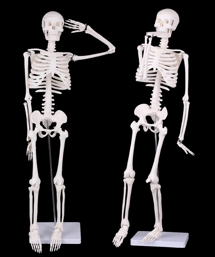 Shiny Skeleton - Plastic Model for Medical School Students