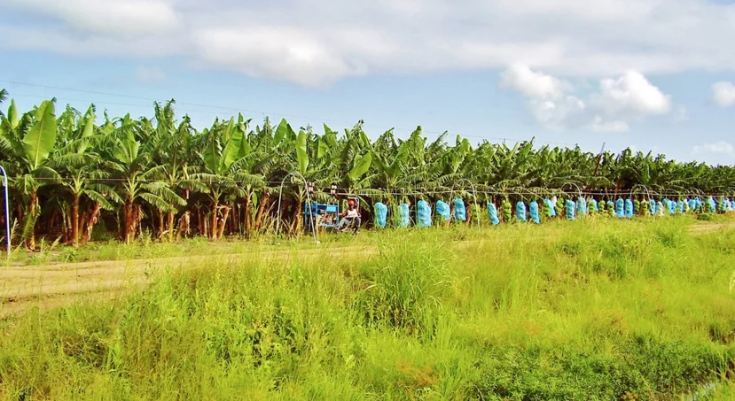 Carro Banana - Efficient Trolleys for Cable Roller Systems