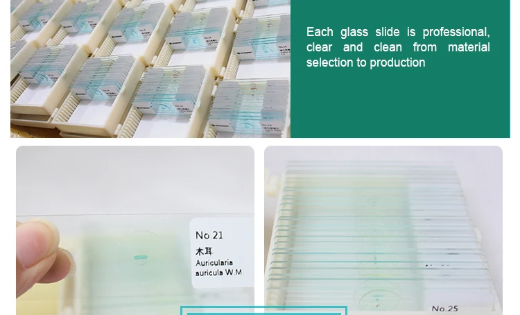 Fixed 25 Pieces Of Algae Learning Science Botany Microscope Prepared ...