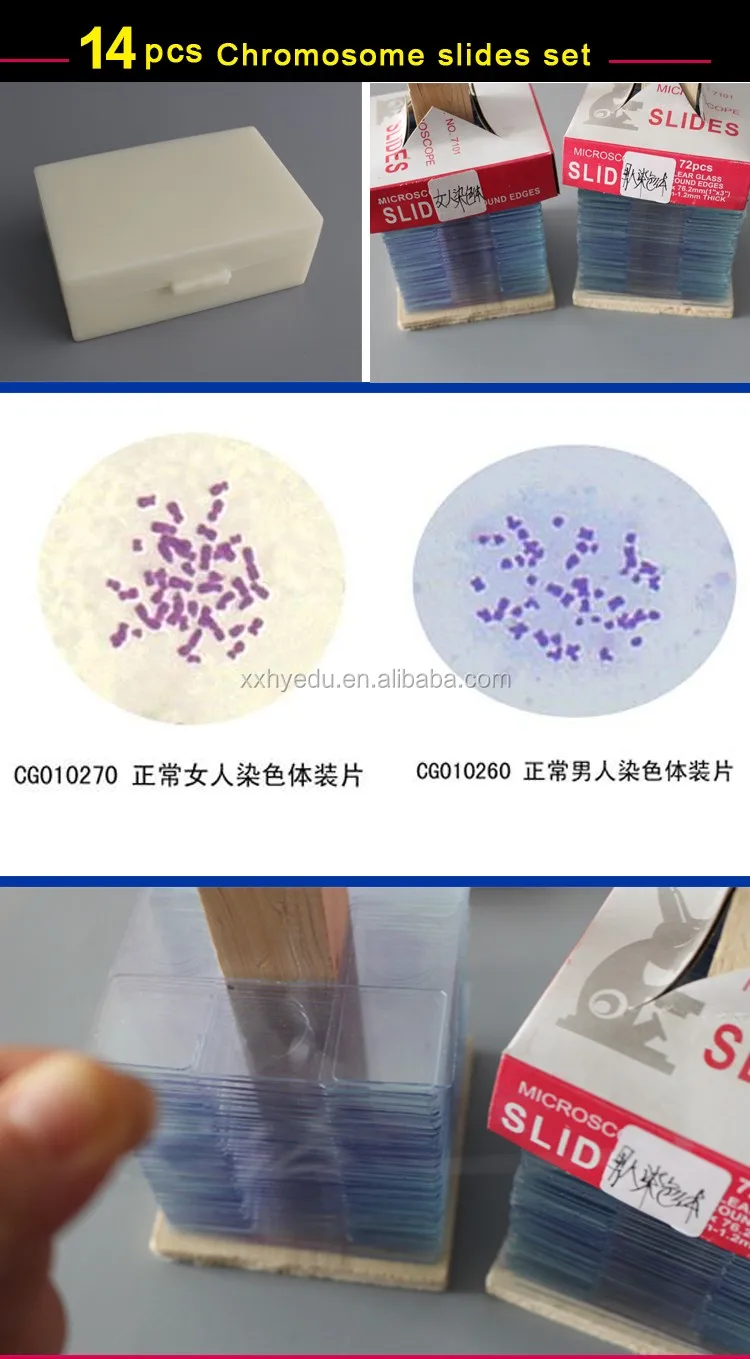 Individual Slide Cell Biology And Genetics Chromosome Microscope ...